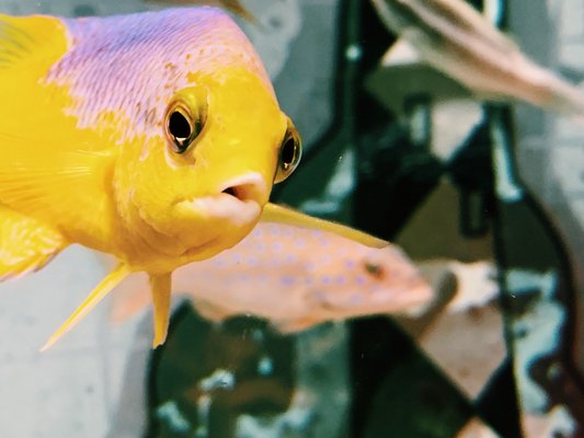 AQUARIUM & SHARK LAB BY TEAM ECCO - 42 Photos & 18 Reviews - 511 N Main ...