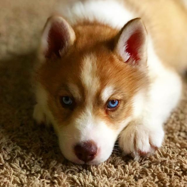 BAMA HUSKIES - Updated July 2025 - 18 Photos - 292 County Highway 6 ...