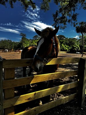 LAWTON STABLES - Updated May 2026 - 155 Photos & 92 Reviews - 190 ...