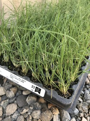 CALIFORNIA BUFFALOGRASS - Updated January 2026 - 30 Photos & 10 Reviews ...