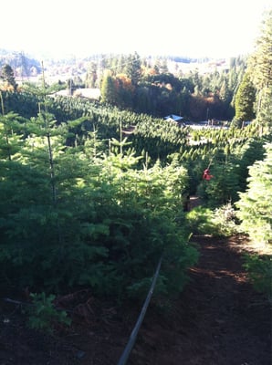 INDIAN ROCK TREE FARM - Updated December 2025 - 25 Photos & 38 Reviews ...