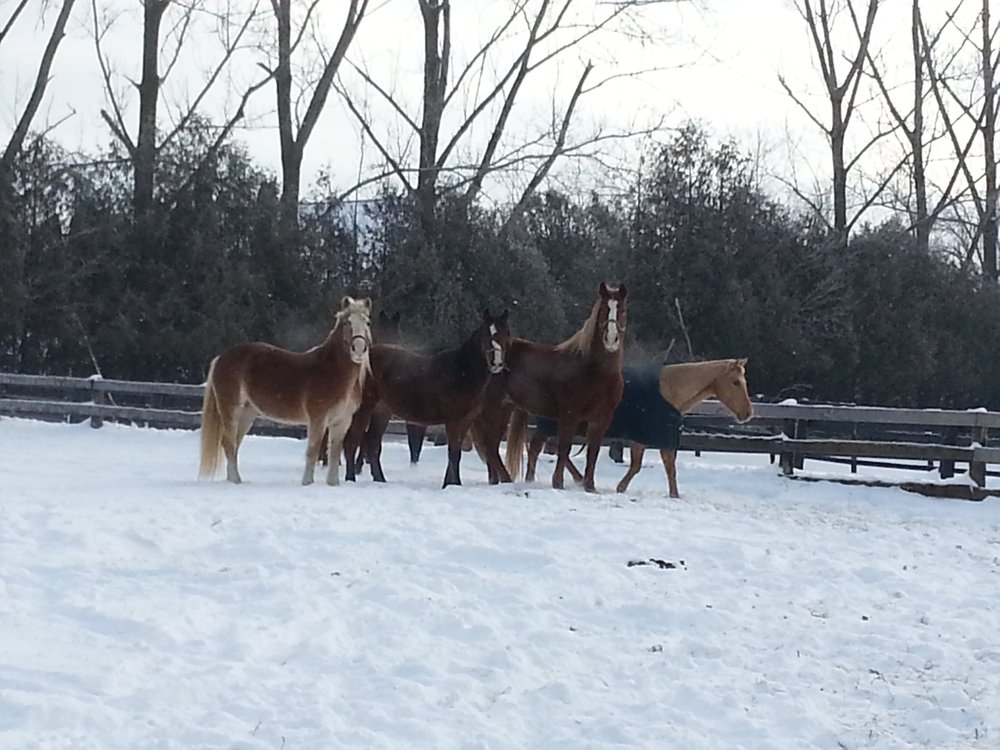 FIRE FLY STABLES - Updated September 2024 - 1374 5th Concession W ...