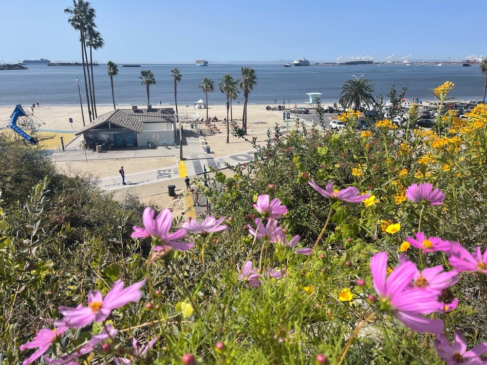 LONG BEACH BEACHES - 59 Photos & 44 Reviews - Beaches - Long Beach, CA ...