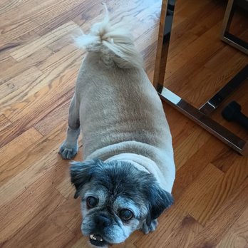 DIPPITY DO-DA DOGS - Updated January 2026 - 10 Photos & 23 Reviews ...