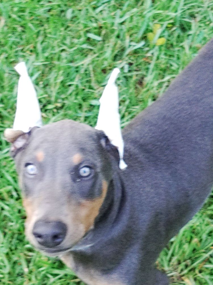 PIKE ANIMAL HOSPITAL - Updated October 2025 - 15 Photos & 15 Reviews ...