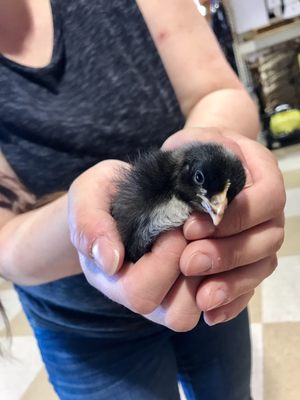 BASIN FEED & SUPPLY - Updated October 2025 - 17 Reviews - 9200 W ...