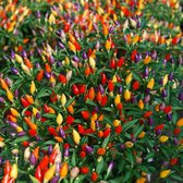 OTT’S EXOTIC PLANTS - 253 Photos & 88 Reviews - 861 Gravel Pike ...