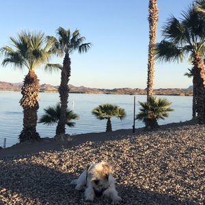 EMERALD COVE RV RESORT - 194 Photos & 130 Reviews - 2715 Parker Dam Rd ...