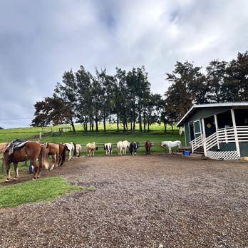 NA’ALAPA STABLES - Updated January 2026 - 208 Photos & 117 Reviews - 59 ...