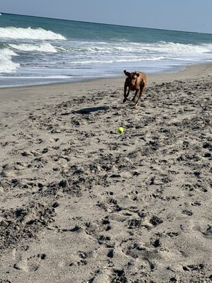 JUPITER DOG BEACH - Updated September 2025 - 33 Photos & 16 Reviews ...