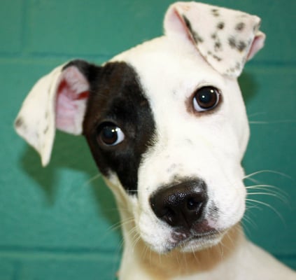 LAWRENCE HUMANE SOCIETY - Updated January 2026 - 20 Photos & 18 Reviews ...