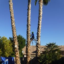 ARBOR CARE TREE SERVICE - 258 Photos & 314 Reviews - Tempe, AZ - Yelp