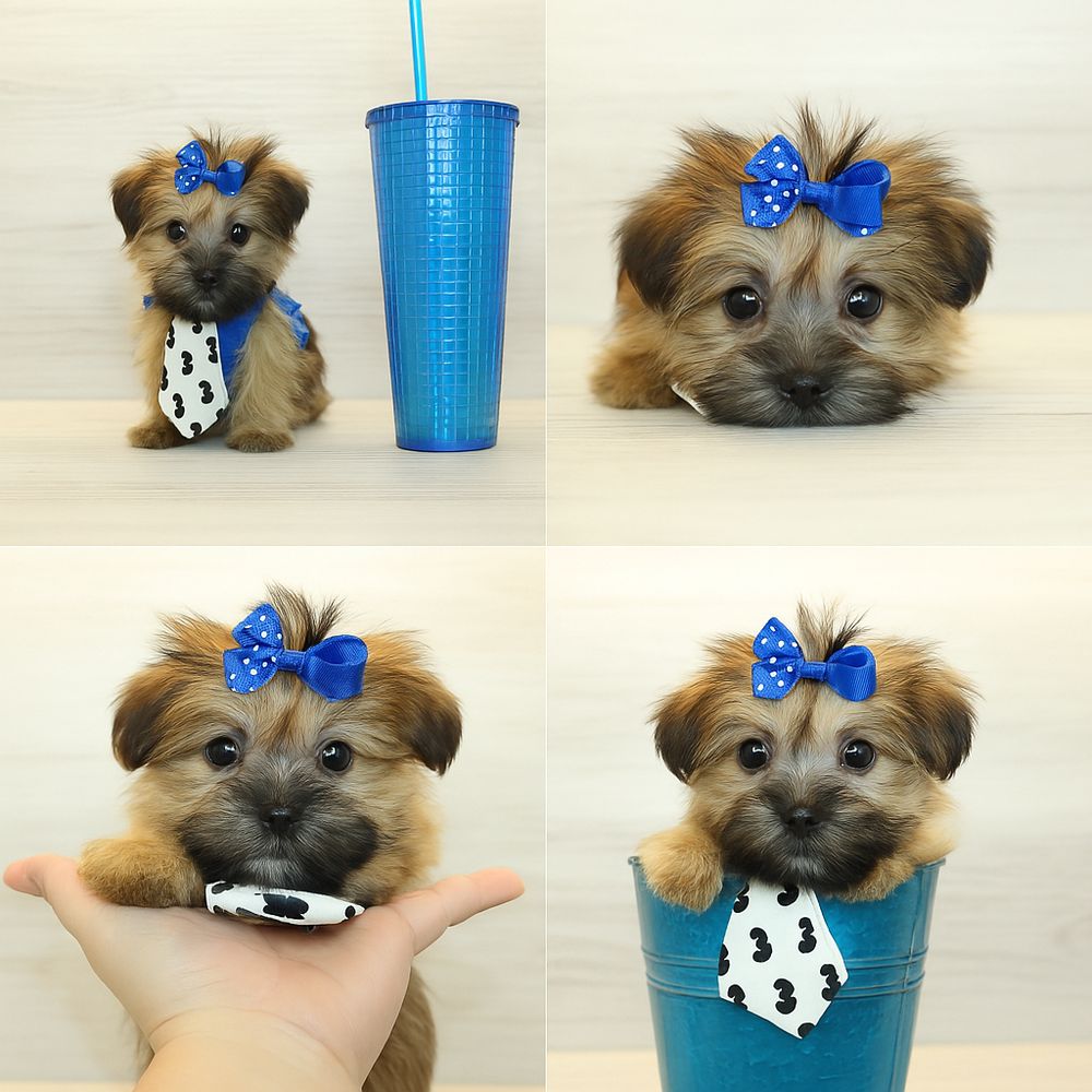 PUPPY HEAVEN - TEACUP & TOY PUPPIES FOR SALE - Updated January 2026 ...