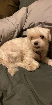 DEVOTED PETS CREMATIONS AND MEMORIALS - Updated December 2025 - 18 ...