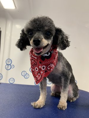 HYDRODOG BERT - Updated June 2025 - 34 Photos & 19 Reviews - Redmond ...