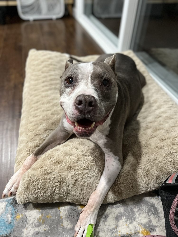 MY SNUGGLE PAWS - Updated July 2025 - 190 Photos & 75 Reviews ...