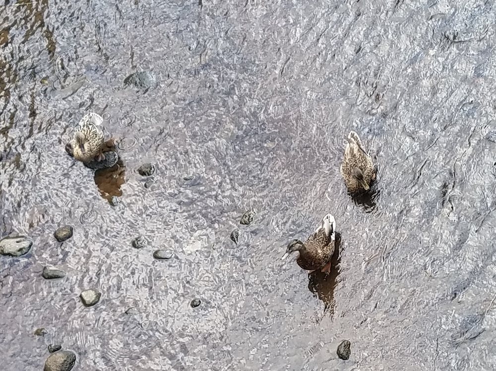 MANOA VALLEY DISTRICT DOG PARK - 18 Photos & 19 Reviews - 2721 Kaaipu ...