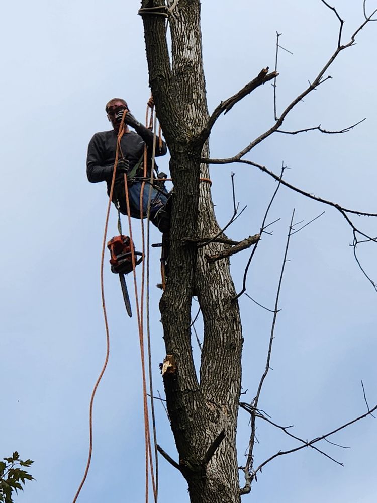 HIGH CLIMBERS PRO TREE SERVICE - Updated September 2025 - 17 Photos ...