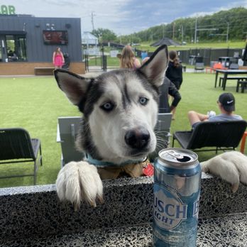 PAWS & PINTS - Updated December 2025 - 174 Photos & 82 Reviews - 6218 ...