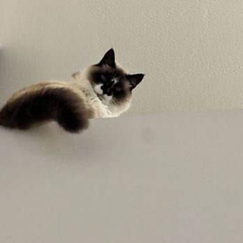 THE AMANDA FOUNDATION- DR. SHIPP’S ANIMAL HOSPITAL - Updated December ...