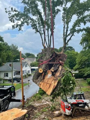 TANNER’S TREE SERVICE - Updated December 2025 - 26 Photos - Spring Hill ...