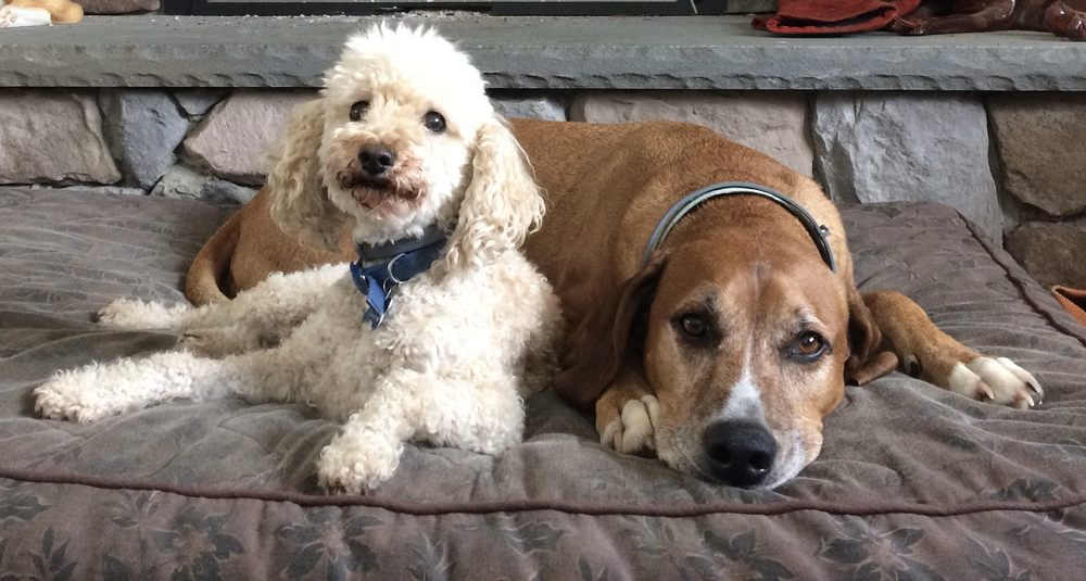 TEDDY BEAR CARE - Updated September 2025 - 3025 Mead St, Yorktown ...