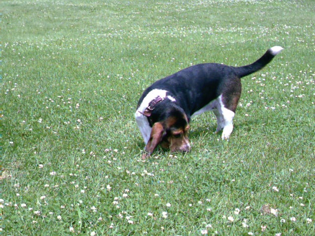BEASTMASTER FARM DOG BOARDING - Pet Sitting at 1226 Beitz Road, Breslau ...