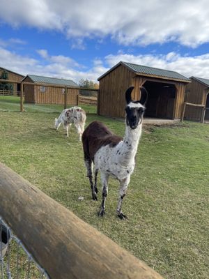 ROBA FAMILY FARMS - Updated September 2024 - 15 Photos & 37 Reviews ...