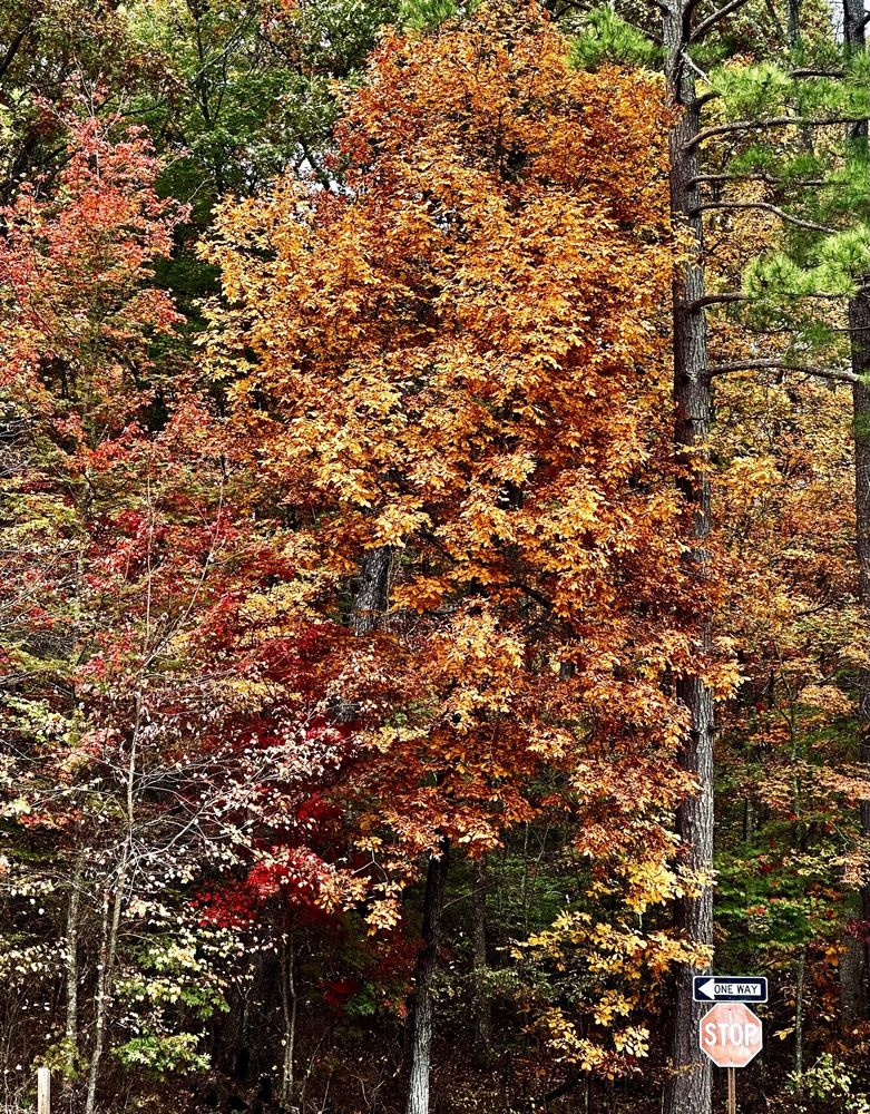 SOUTH CUMBERLAND STATE PARK - Updated January 2026 - 102 Photos & 16 ...