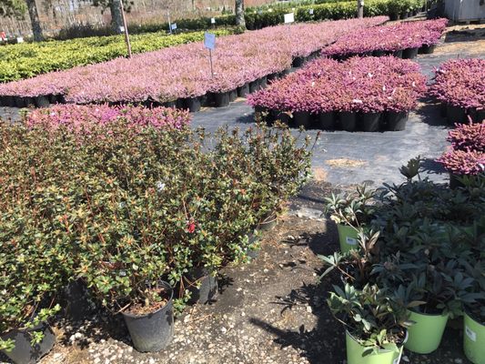 CAPE COD WHOLESALE NURSERY - Updated May 2026 - 6 Martin Rd, East ...