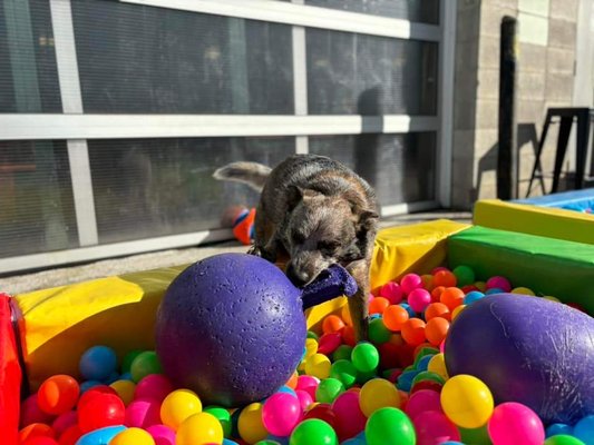 THE HAPPY HOUND PLAY PARK - Updated May 2026 - Request a Quote - 15 ...