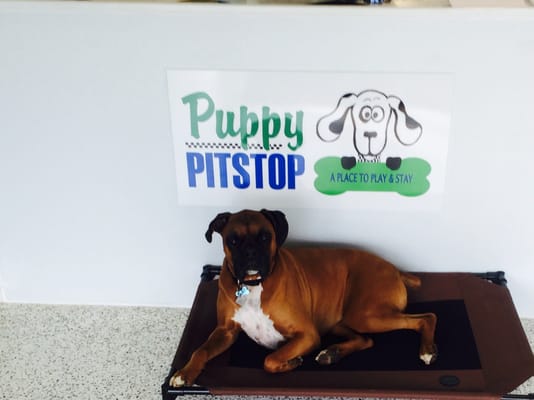 PUPPY PITSTOP - Updated October 2025 - 12 Photos & 12 Reviews - 2101 ...