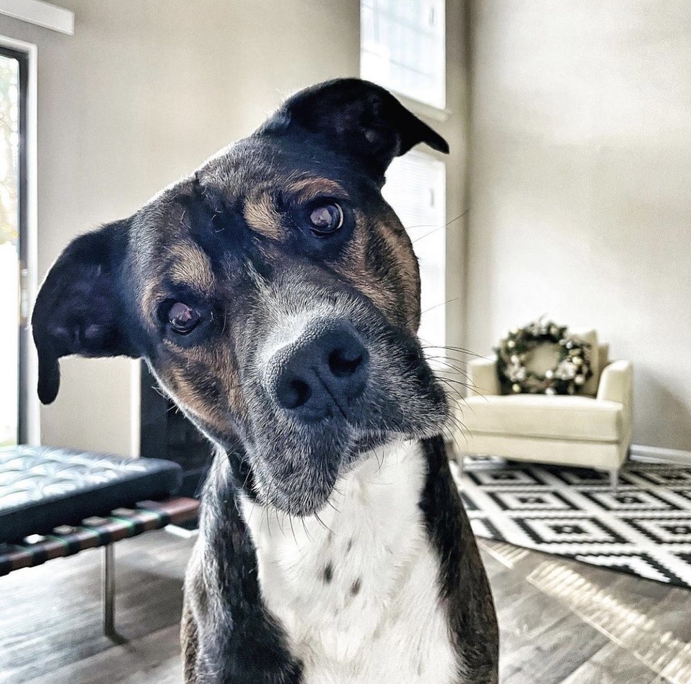 MAGNOLIA ANIMAL HOSPITAL - Updated August 2025 - 11 Photos & 92 Reviews ...