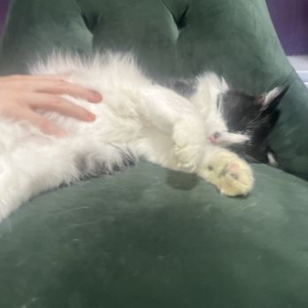 PHX CAT CAFE - Updated December 2024 - 489 Photos & 144 Reviews - 147 E ...