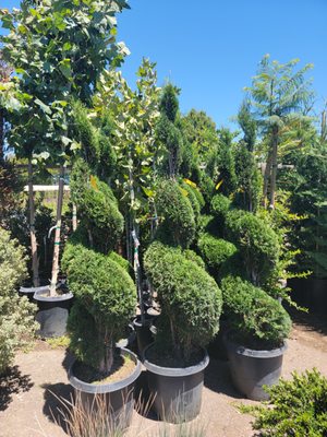 URBAN TREE FARM NURSERY - Updated May 2025 - 139 Photos & 125 Reviews ...