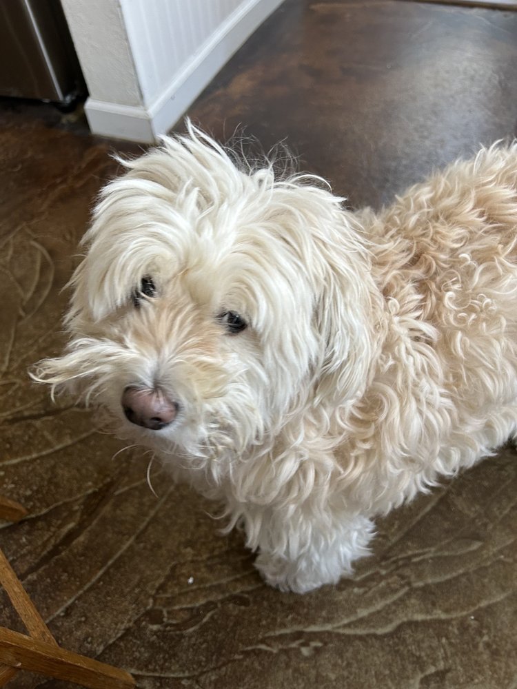 DYNAMITE PETS - Updated December 2025 - 10 Photos & 37 Reviews - 2162 ...