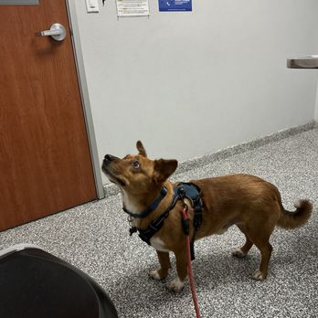 PET CURE VETERINARY CENTER - Updated May 2024 - Yelp