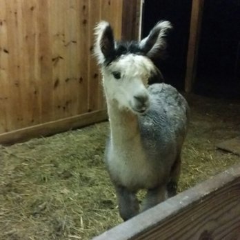 CHARMINGFARE FARM - Updated December 2025 - 40 Photos & 129 Reviews ...