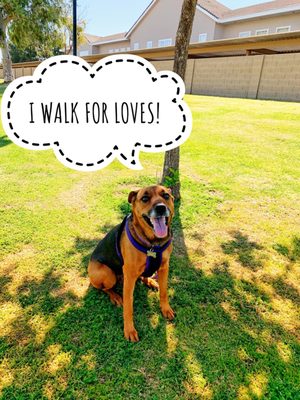 FRIENDS FOR LIFE ANIMAL RESCUE - Updated May 2024 - 36 Photos & 44 ...