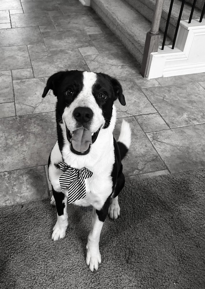 WOOF GANG BAKERY & GROOMING FAIRFIELD - Updated January 2026 - 15103 ...