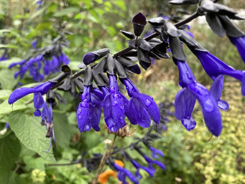 CASCADE P-PATCH - Updated July 2025 - 27 Photos - 310 Minor Ave N ...