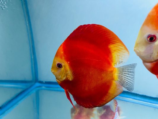 BAY AREA DISCUS - Updated December 2025 - 46 Photos - 1445 Koll Cir ...