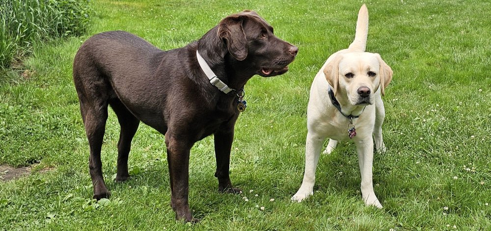 THE MELLOW MUTT - Updated October 2025 - 17 Photos - 18 Sanrico Dr ...