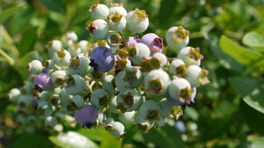 ERDLE FARM - Updated December 2025 - 12229 Hanford Rd, Hanover, New ...