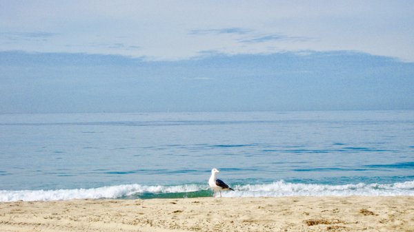 RIGHT AT TORRANCE “RAT” BEACH - 170 Photos & 43 Reviews - Beaches ...