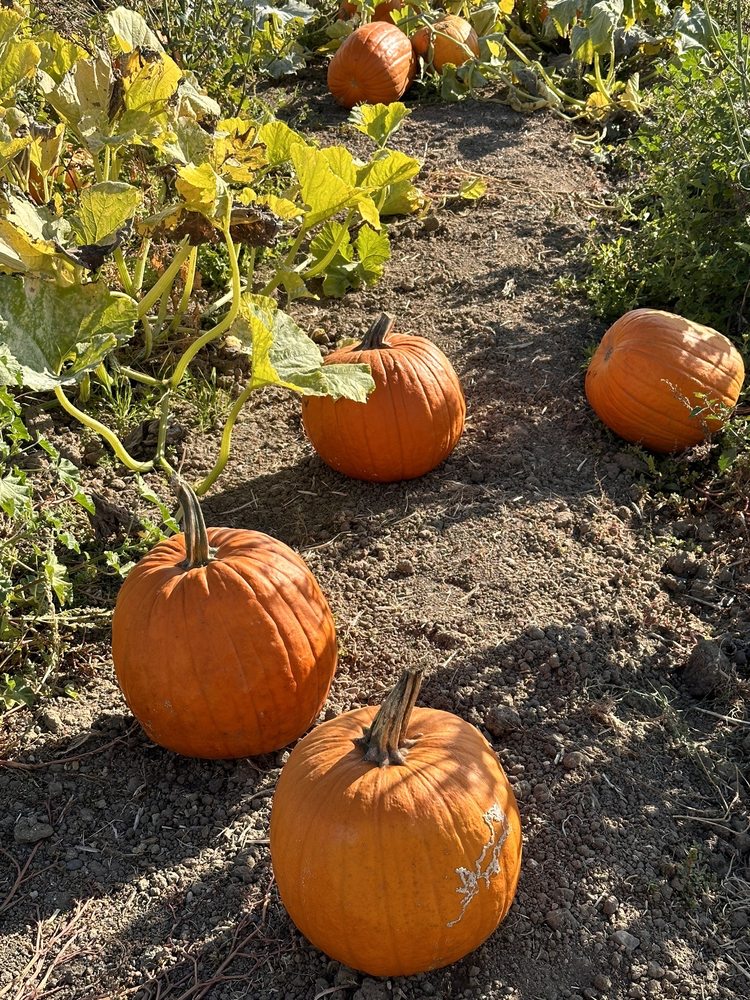 SANTA ROSA PUMPKIN PATCH - Updated December 2025 - 102 Photos & 63 Reviews - 5157 Stony Point Rd ...