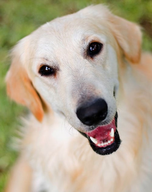 BALTIMORE DOG WALKS - 3325 Beech Ave, Baltimore, Maryland - Dog Walkers ...