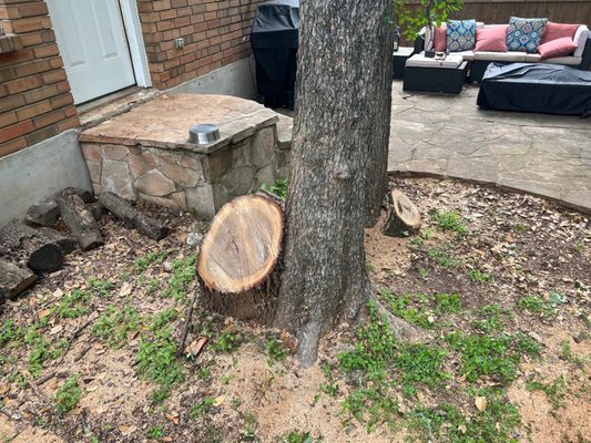 Jose Tree Service - Updated June 2026 - 24 Photos & 40 Reviews - Austin ...