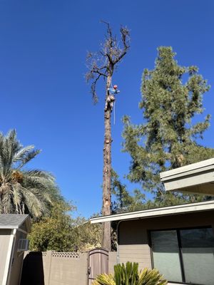 ARBOR CARE TREE SERVICE - Updated November 2024 - 261 Photos & 354 ...