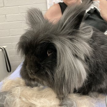 THE SPLOOTING RABBIT MOBILE GROOMING - Updated April 2024 - 50 Photos ...